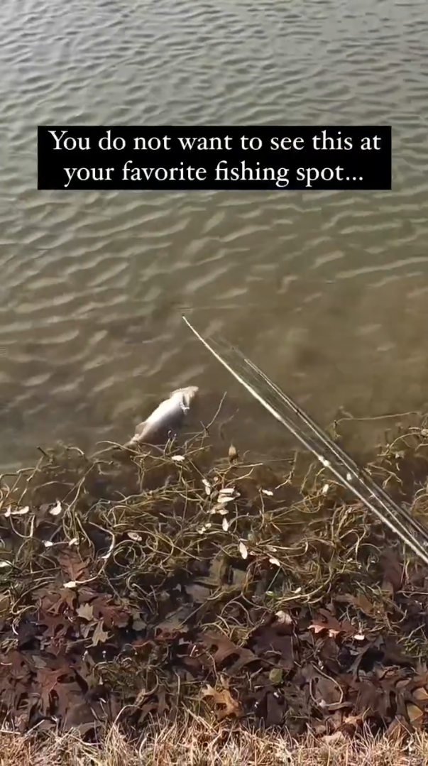 Why is this happening to the fish? I hope this does not affect bass fishing