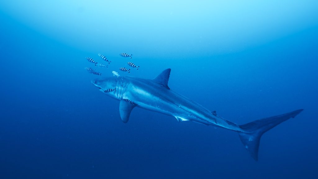 Divers come face to face with great white shark for first time