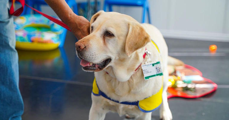 Therapy dog's birthday party gets a Disney twist at children's hospital
