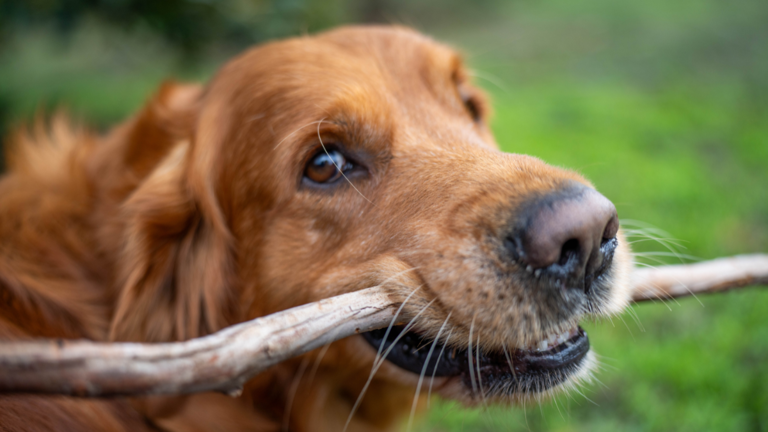 Golden retriever puppy learns the hard way that big sticks don’t fit ...