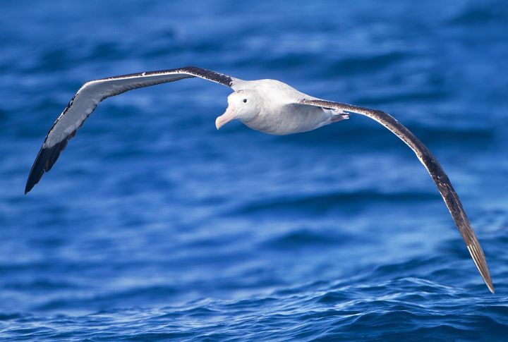 Meet the birds that spread their wings the widest