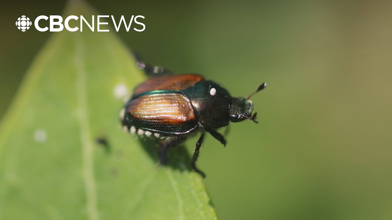 Invasive Japanese beetle a costly conundrum for Kamloops groundskeepers