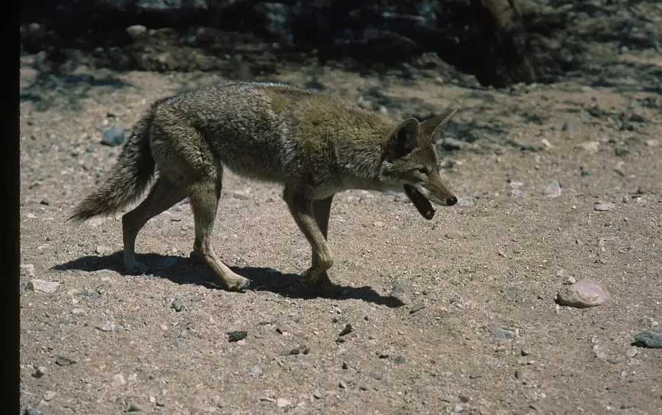 Coyotes removed from Kiawah after unprecedented turtle attacks