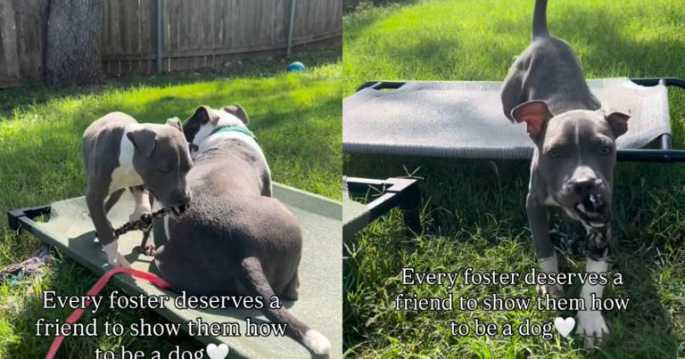 Foster puppy has a friend to teach him how to be a dog