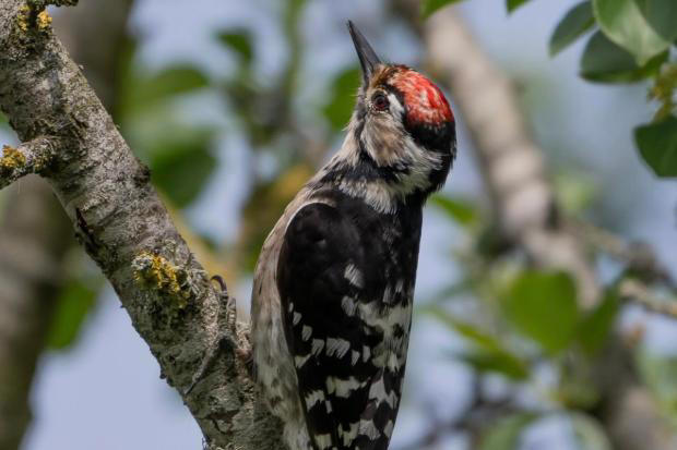 Endangered bird rarely seen in person pictured by eagle-eyed photographer