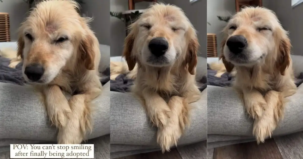 Rescue dog's smile on first day home proves adoption is powerful