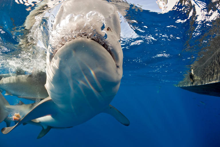Surfer describes how 8-foot shark ripped open his legs: 'My calf is ...