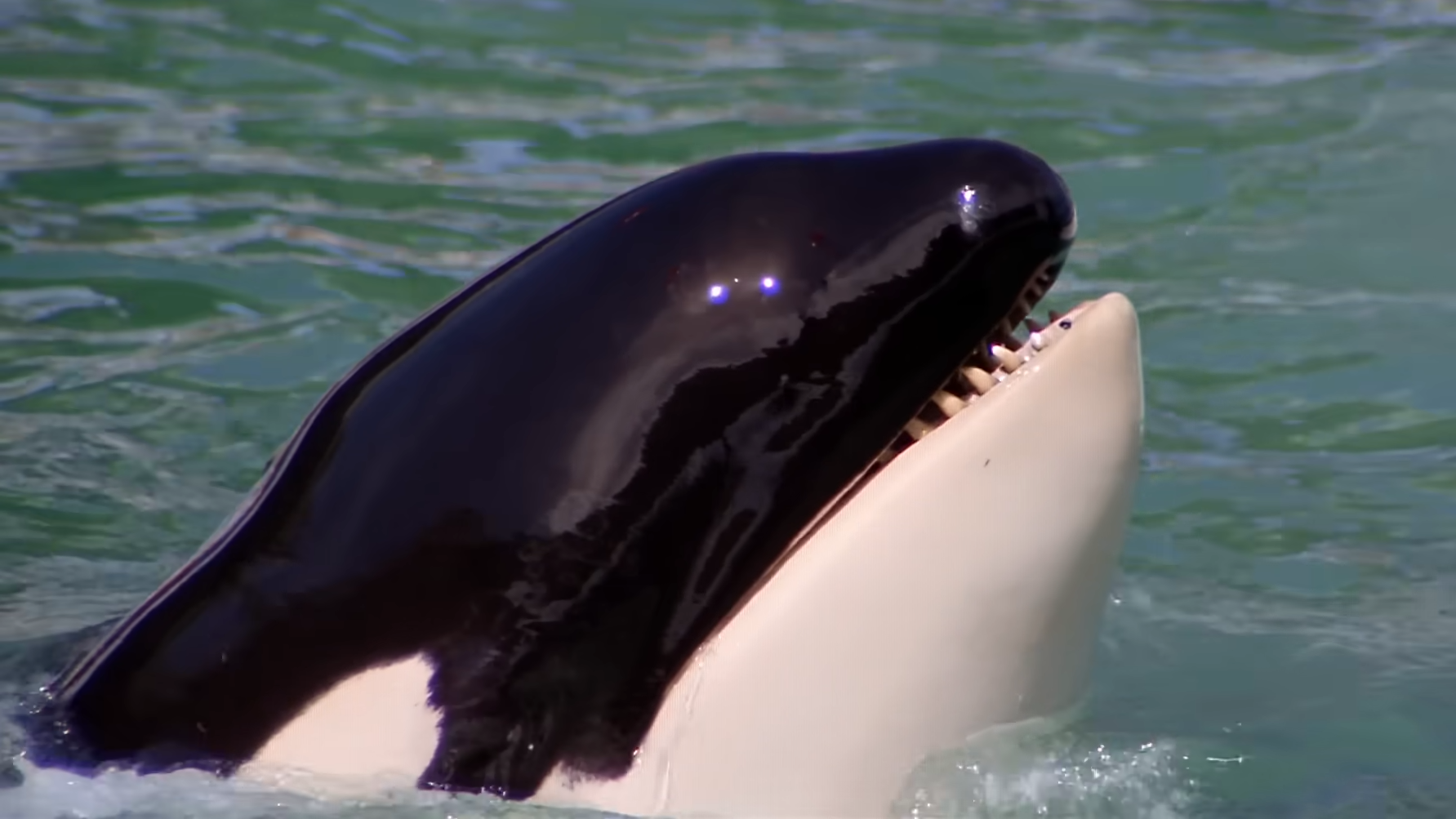Orcas are sinking boats now - and nobody knows how to stop them
