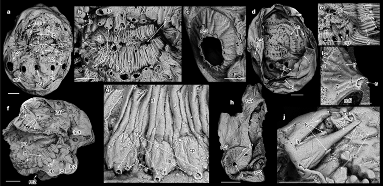 In 2022, powerful X-rays turned a tiny “human ancestor” candidate into ...