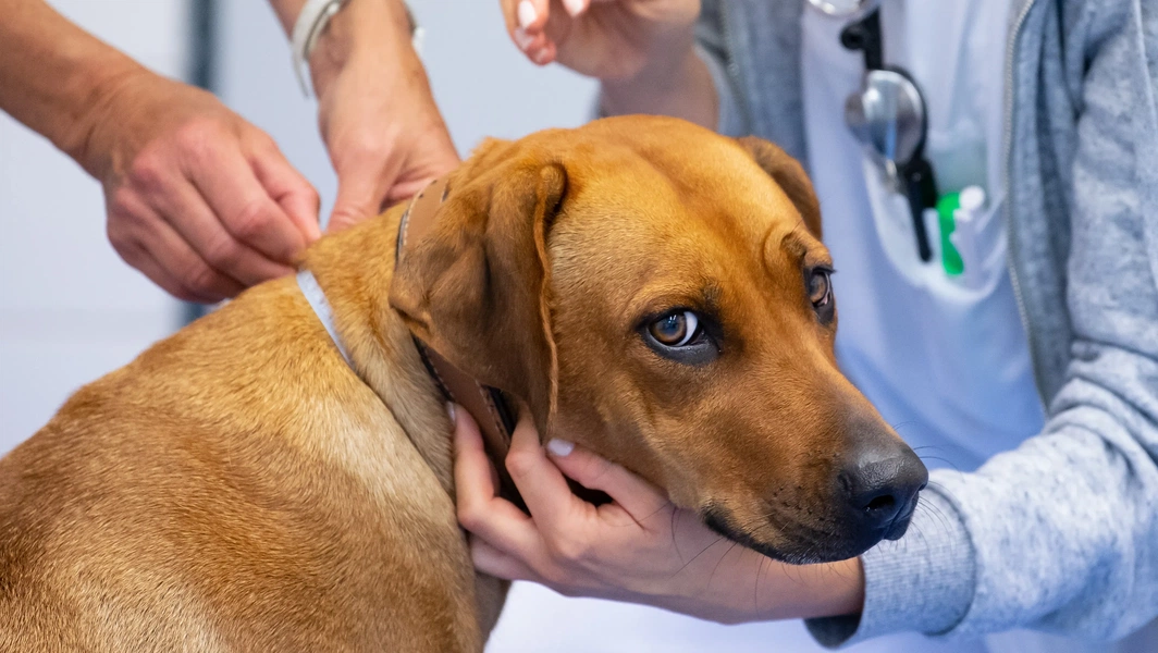 DogsBestLife.com issues health alerts for senior dogs’ care