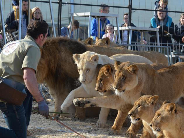 Circus Krone baut Zelt für 2000 Besucher in drei Tagen auf