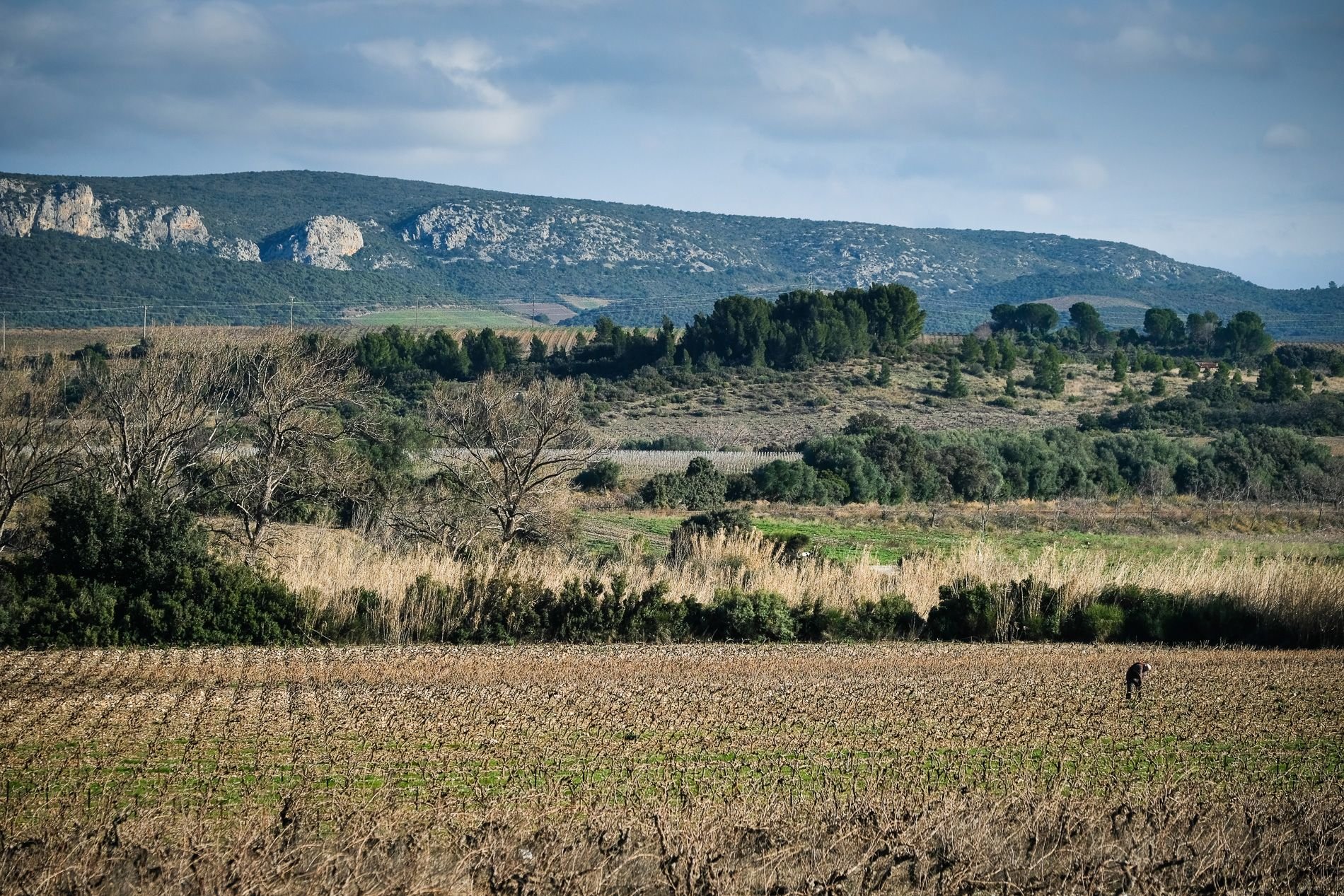 Viticulture : une feuille de route présentée pour sauver le vignoble ...