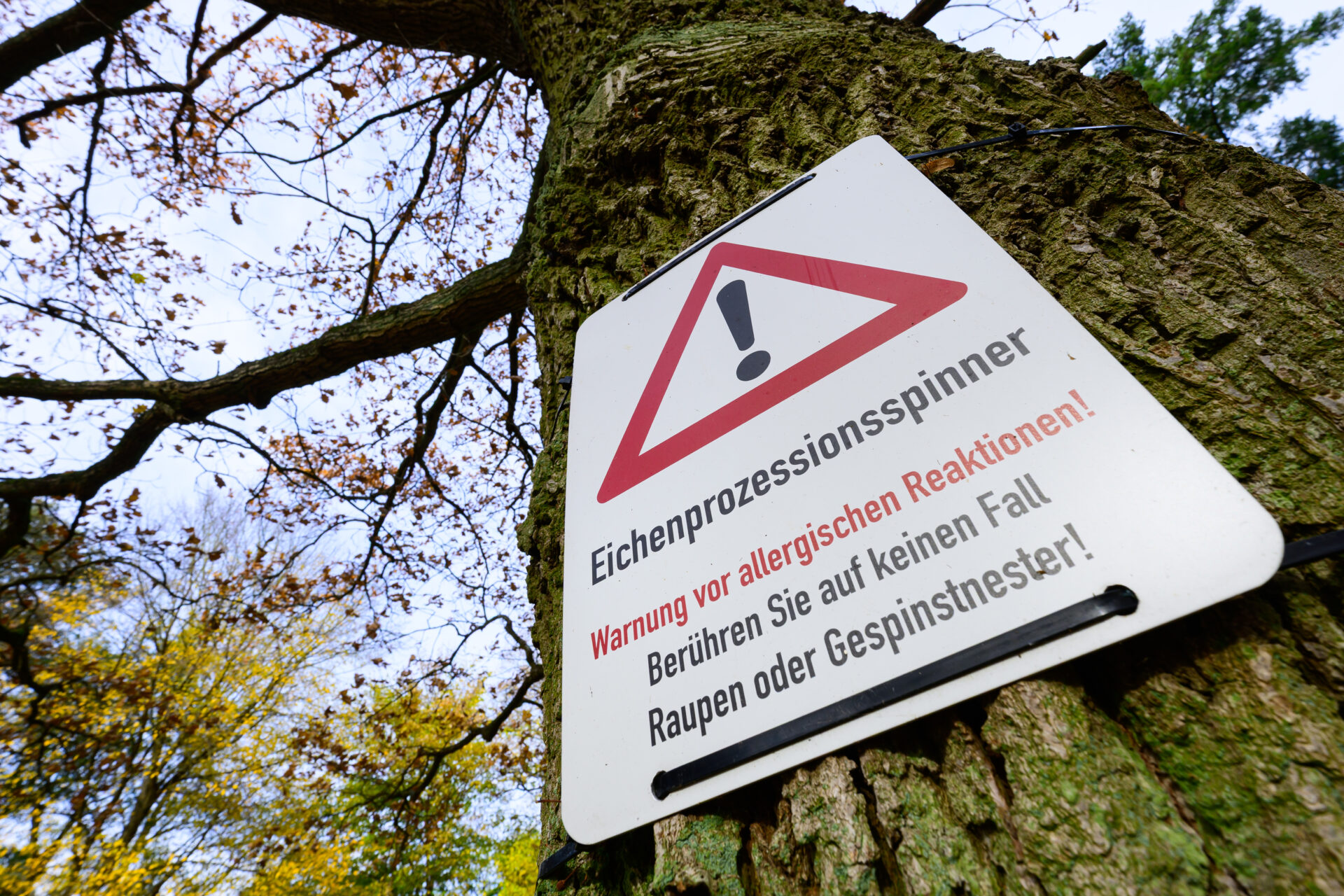 Berlin battles a disturbing invasion of poisonous caterpillars