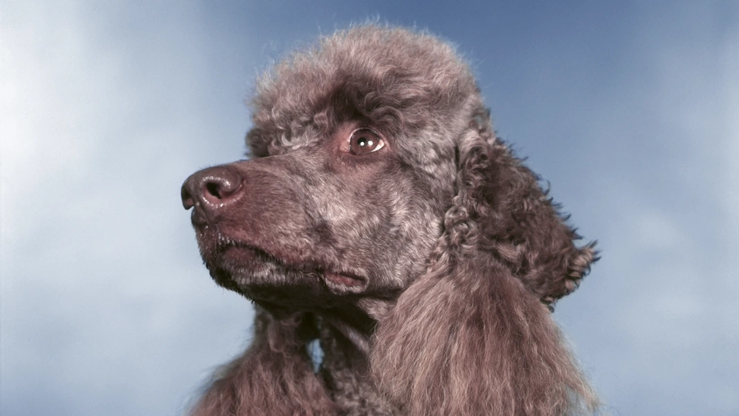 Experts rank Goldendoodle parent breeds among most human-like