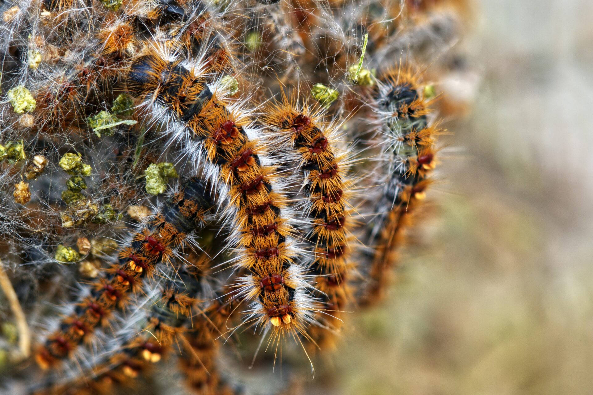 Berlin battles a disturbing invasion of poisonous caterpillars