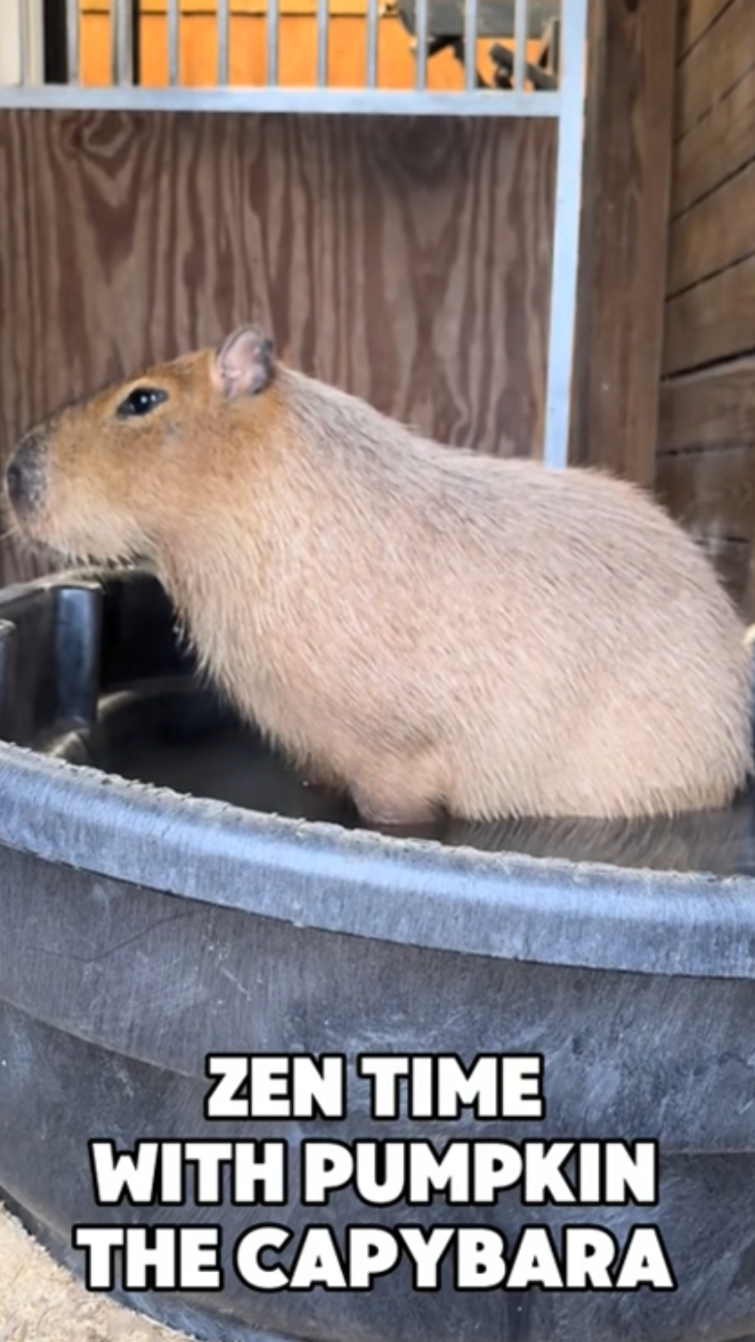 What happens when capybaras come inside to relax