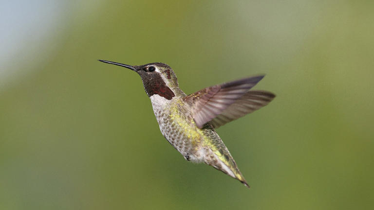 A hummingbird’s heart can beat more than 1,200 times a minute while it ...