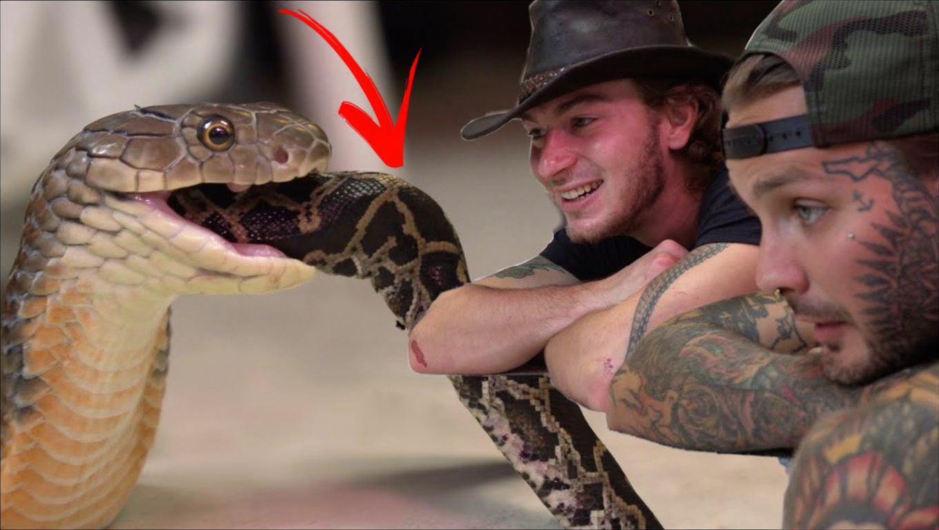 Feeding a baby king cobra is not a normal snake day