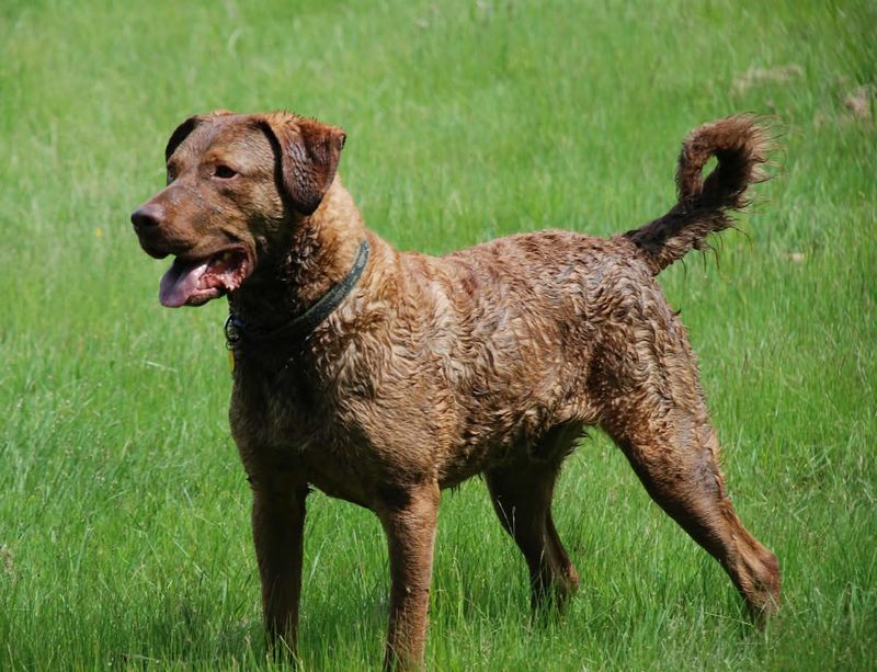14 water-loving breeds perfect for active families who enjoy swimming