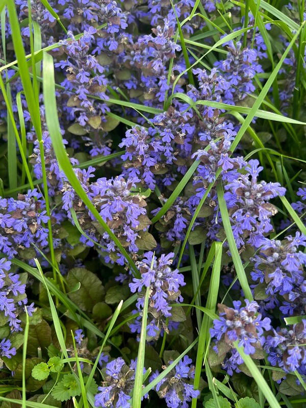 Gardener seeks advice on how to stop invasive 'friend' of a plant: 'It ...