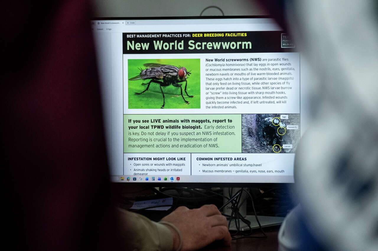 Flesh-eating screwworm found in New Mexico dog near Texas border