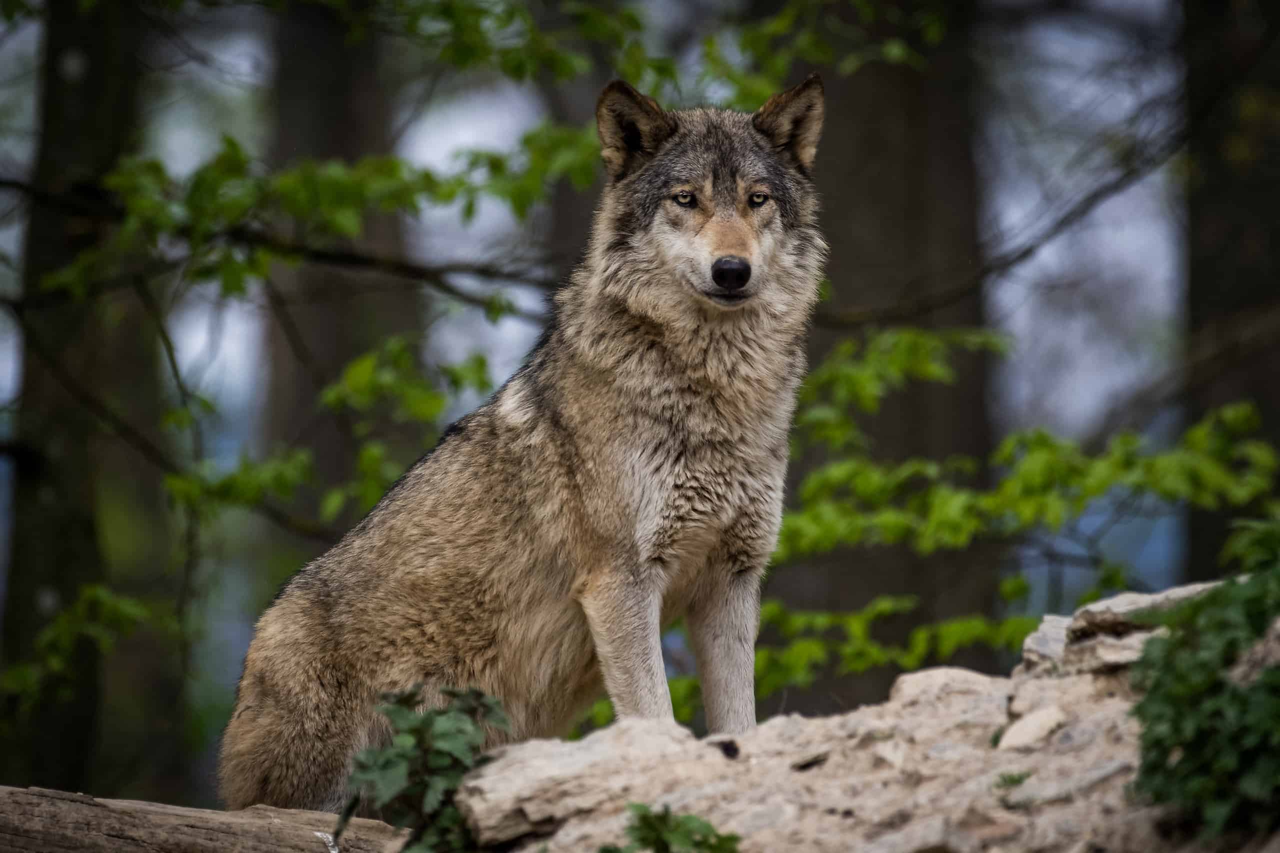 Real or a monster? The horrifying story behind one man-eater