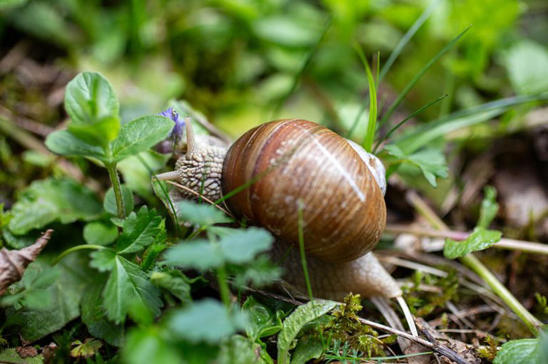 Not coffee or pellets — Alan Titchmarsh shares 'only' slug and snail ...
