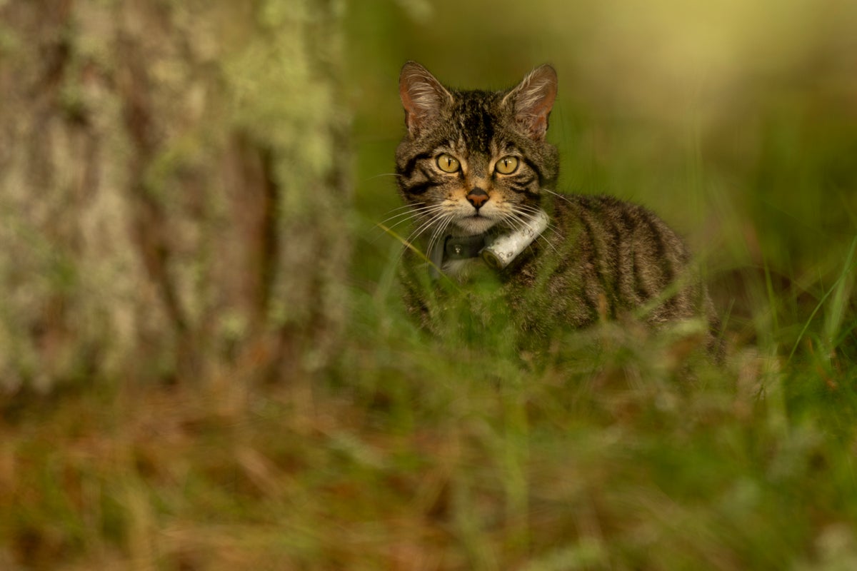 Critically endangered wildcats welcome kittens in 'exciting event'