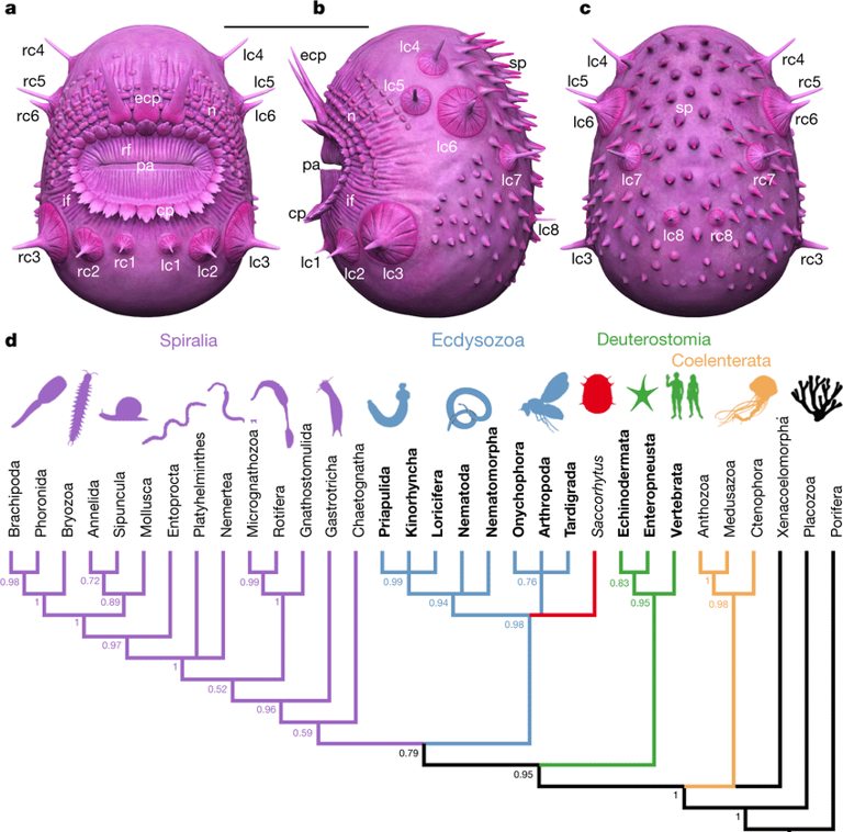 In 2022, powerful X-rays turned a tiny “human ancestor” candidate into ...