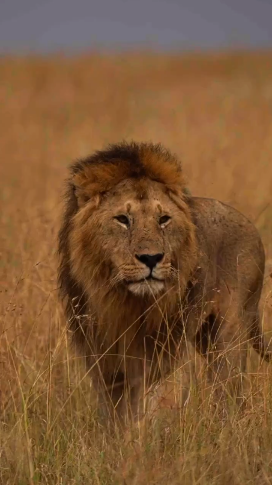 Masai Mara wildlife moments in nature