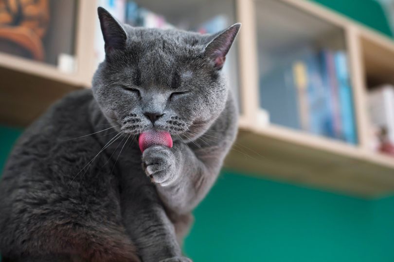 Cats licking their bodies after you pet them actually has heartwarming ...