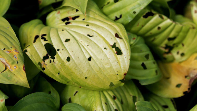 Do your hostas have holes? Here's what's going on and how to stop it