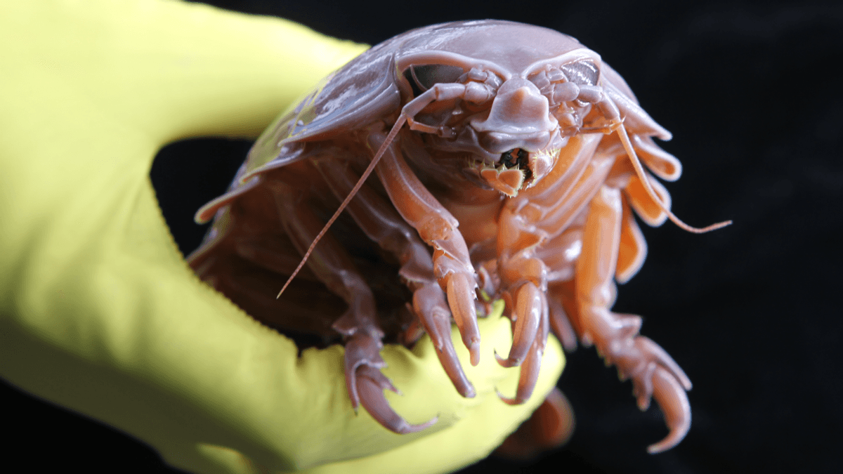 Supergiant deep-sea isopods enjoy a whale fall feast, then survive for ...