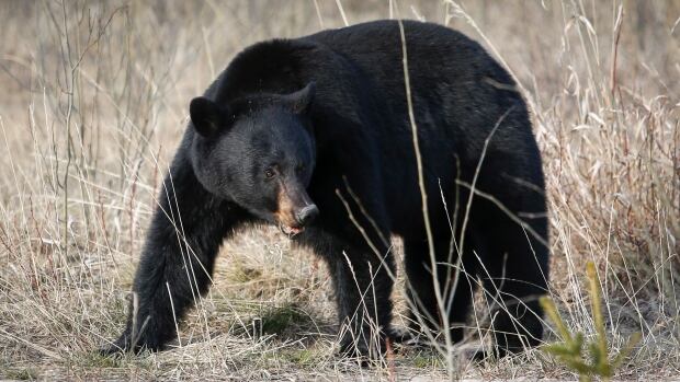 Conservationists hope black bear's death in BC park not in vain, call ...