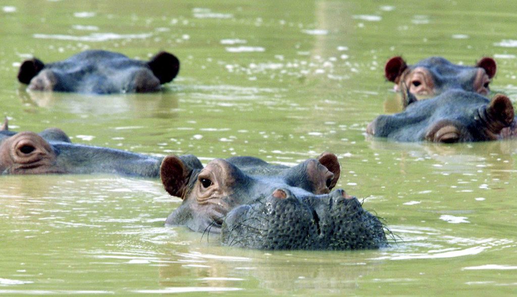 Escobar’s former zoo hippos spread beyond control and turned into a ...