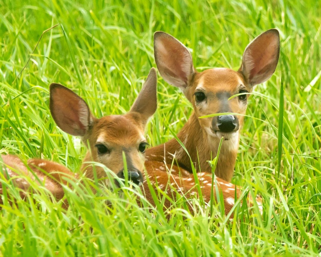 A driver saved two fawns from the road, but one refused to leave him