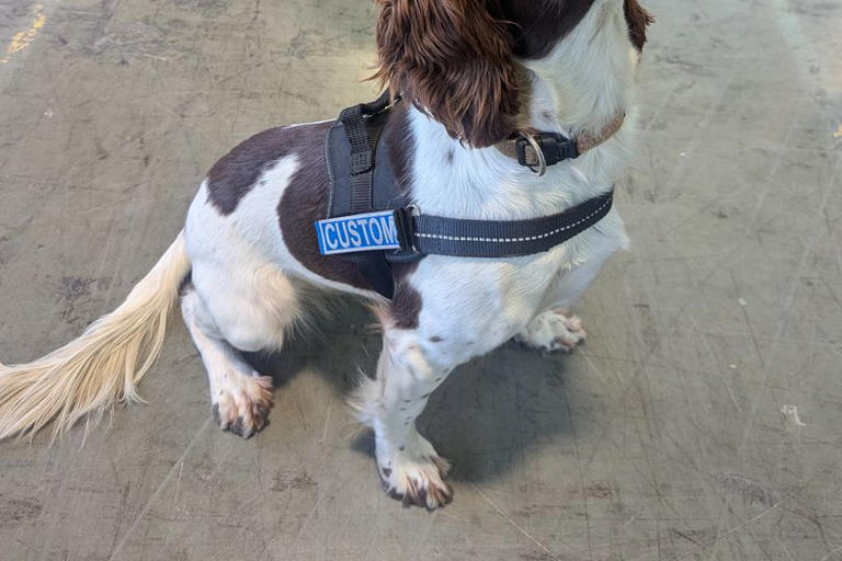 Revenue seize drugs, alcohol, tobacco and counterfeit goods worth over ...