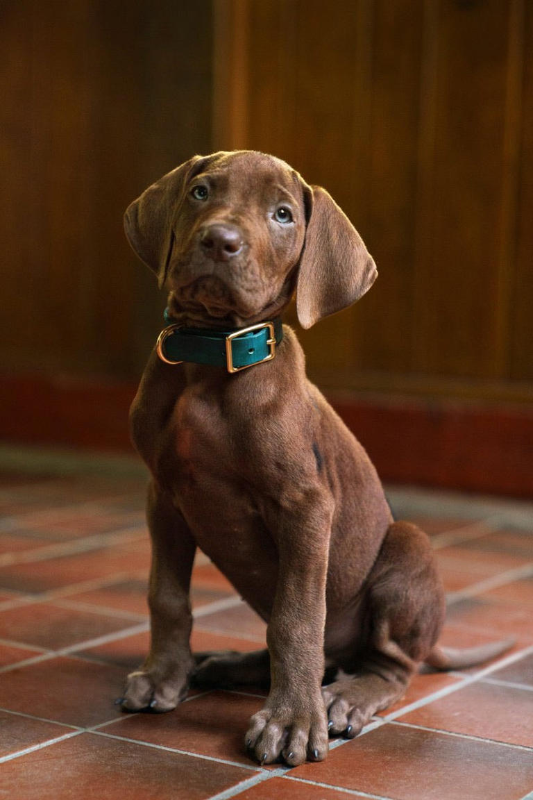 Netflix’s live-action Scooby-Doo is literally just a dog
