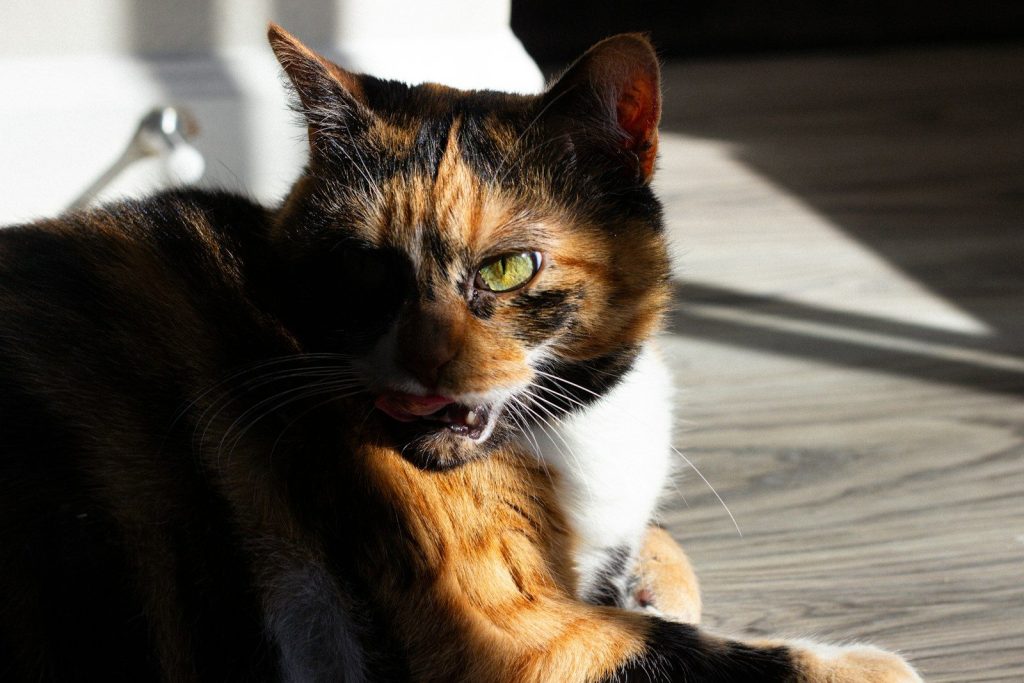 Why your cat craves gentle pets first thing in the morning