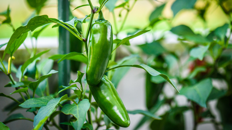 15 sun-hungry vegetable plants that can handle the summer heat