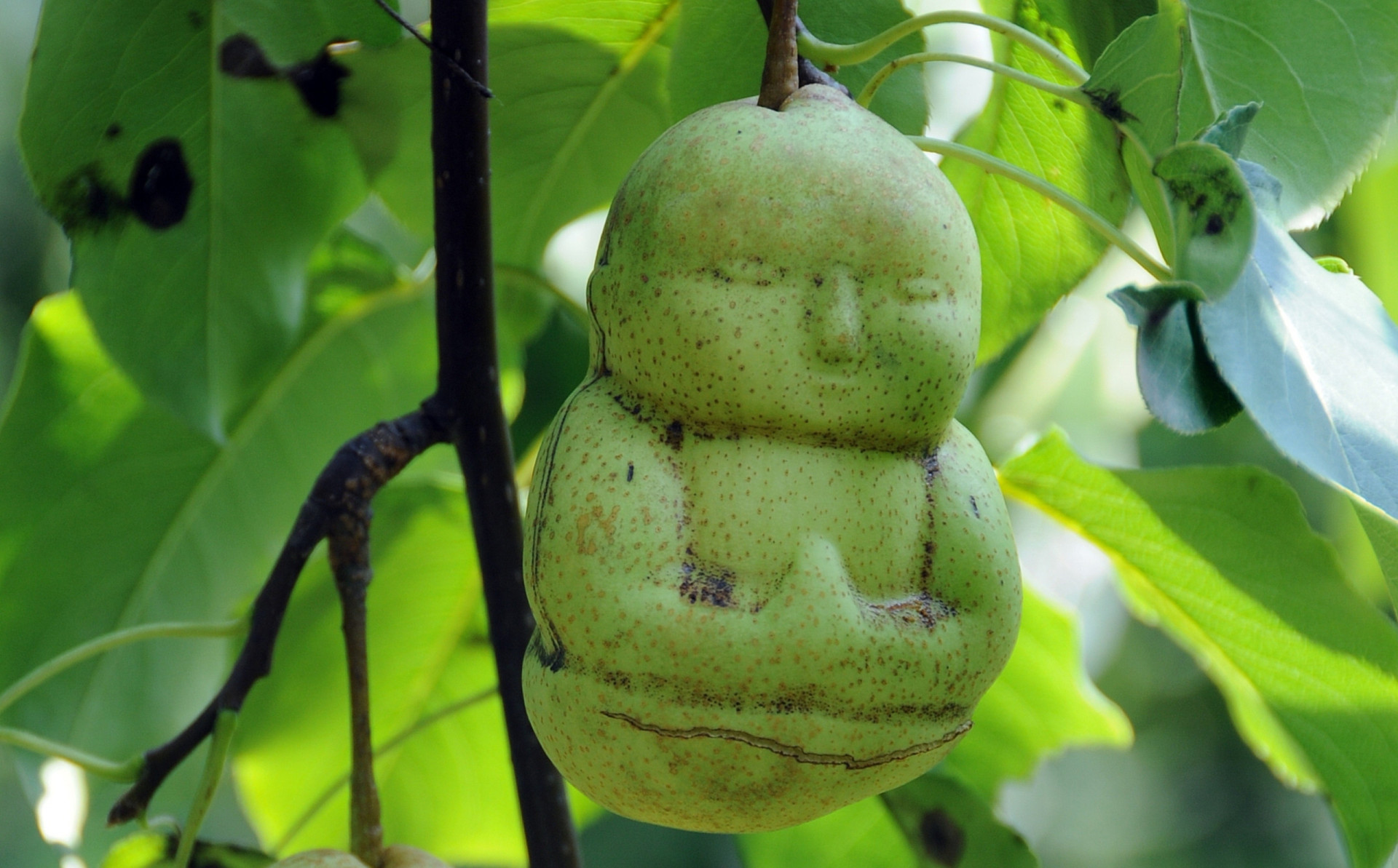 The most expensive fruits in the world