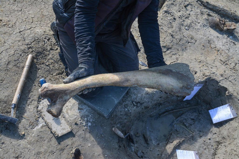 Ice Age woolly mammoth found likely butchered by hunters