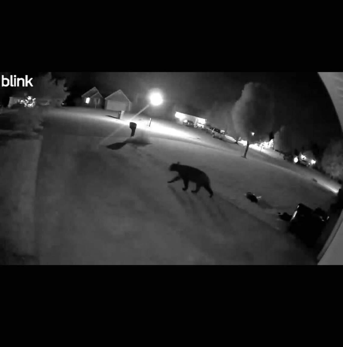 Ring camera captures photo of black bear roaming through Kentucky ...