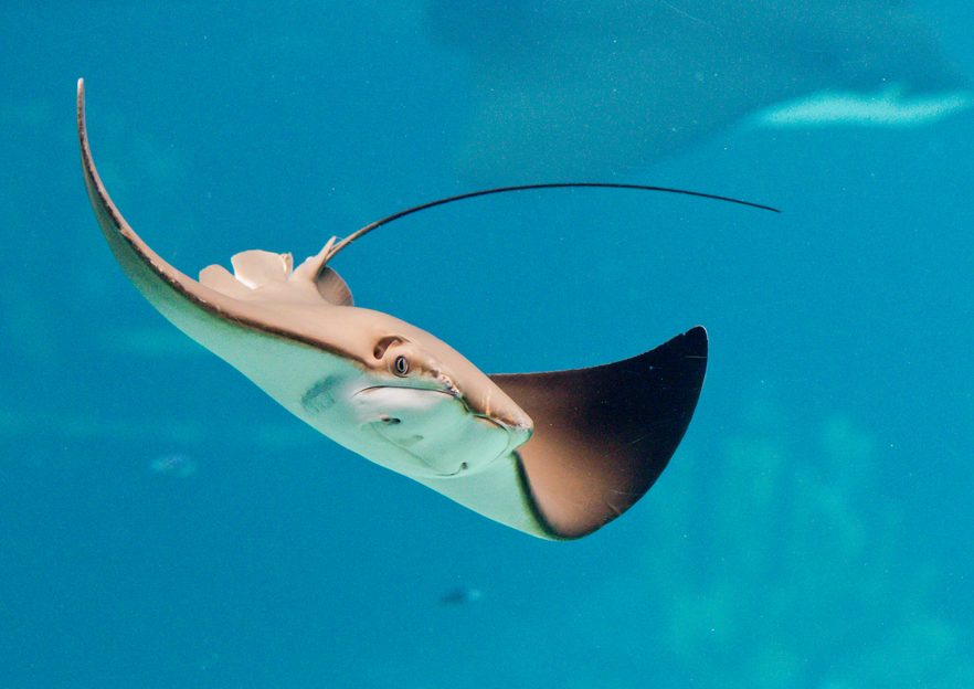 It boasts a venom-loaded spine and is the size of a dining table – meet ...
