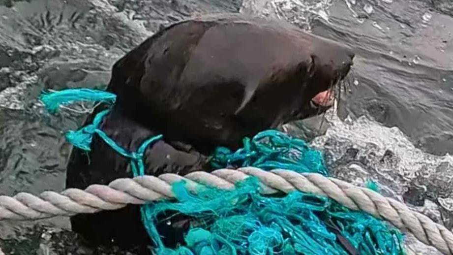 This poor seal thought he was going to die... then someone held him close