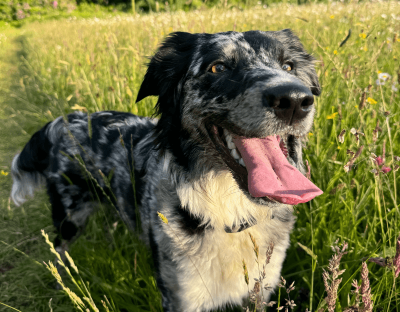 10 exceptional herding dogs that make life on small farms much easier