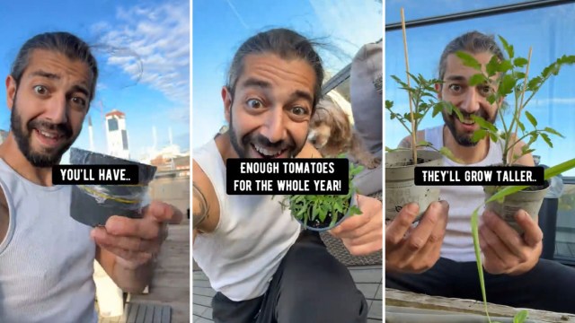 Gardener shows how one tomato slice can grow plenty of new tomato plants