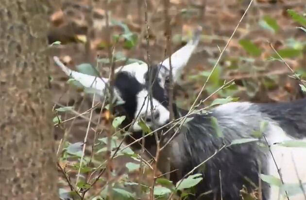 Goats go to work at 1000 Islands Environmental Center