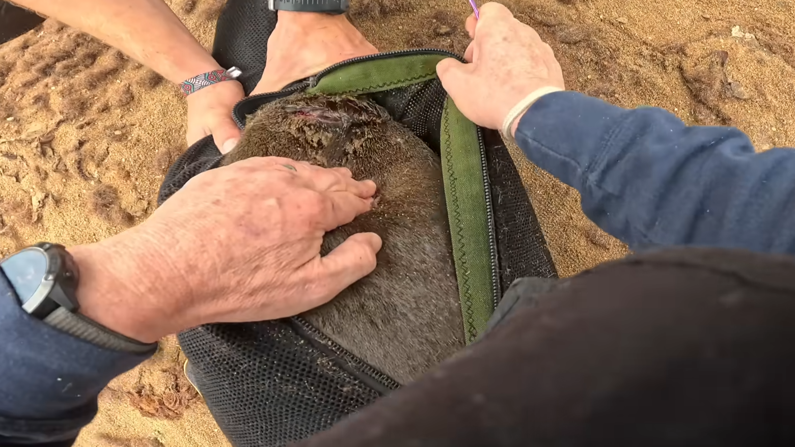 Watch this young seal finally get the hidden line cut from his neck