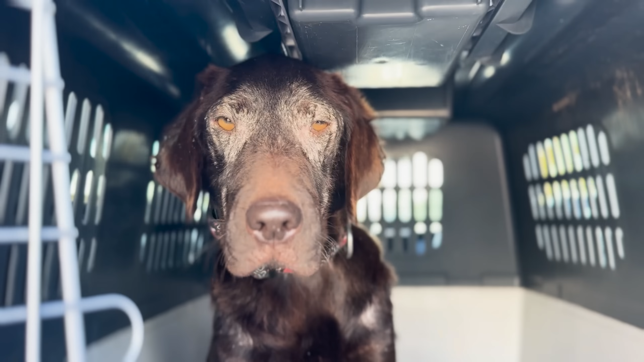 This dog carried her pain for so long that relief brought tears